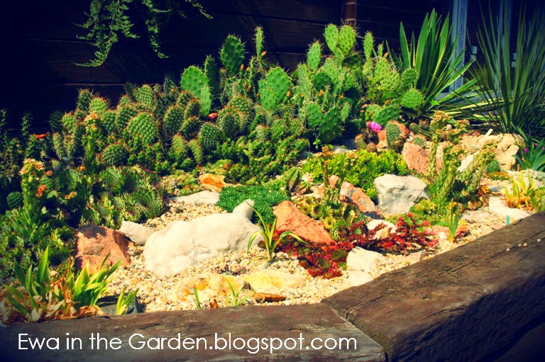 Ewa in the Garden: 8 photos of impossible cactus gardening outdoor in ...