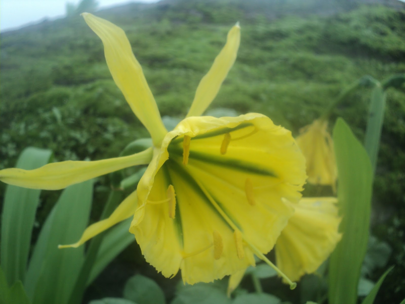 COMANDO ECOLOGICO PERU: FLOR DE AMANCAE SIMBOLO DE LA CIUDAD DE LIMA ...