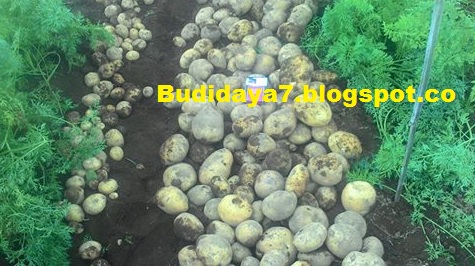 Sekuat Baja dan Tembaga: Tahapan Budidaya Tanaman Kentang