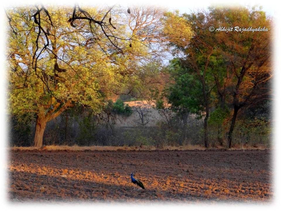 Travelz Unlimited: Morachi Chincholi : A Photogue