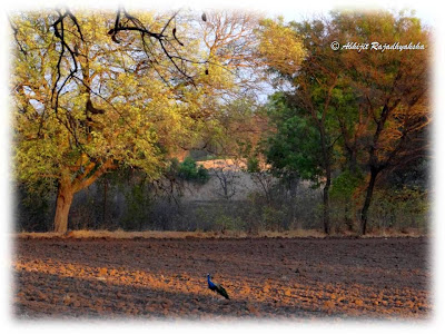 Travelz Unlimited: Morachi Chincholi : A Photogue