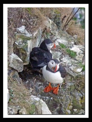 Wild and Wonderful: Beautiful Birds: Puffins at RSPB Bempton Cliffs