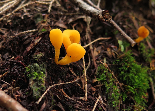 Saratoga woods and waterways: Gillions of Gentians!