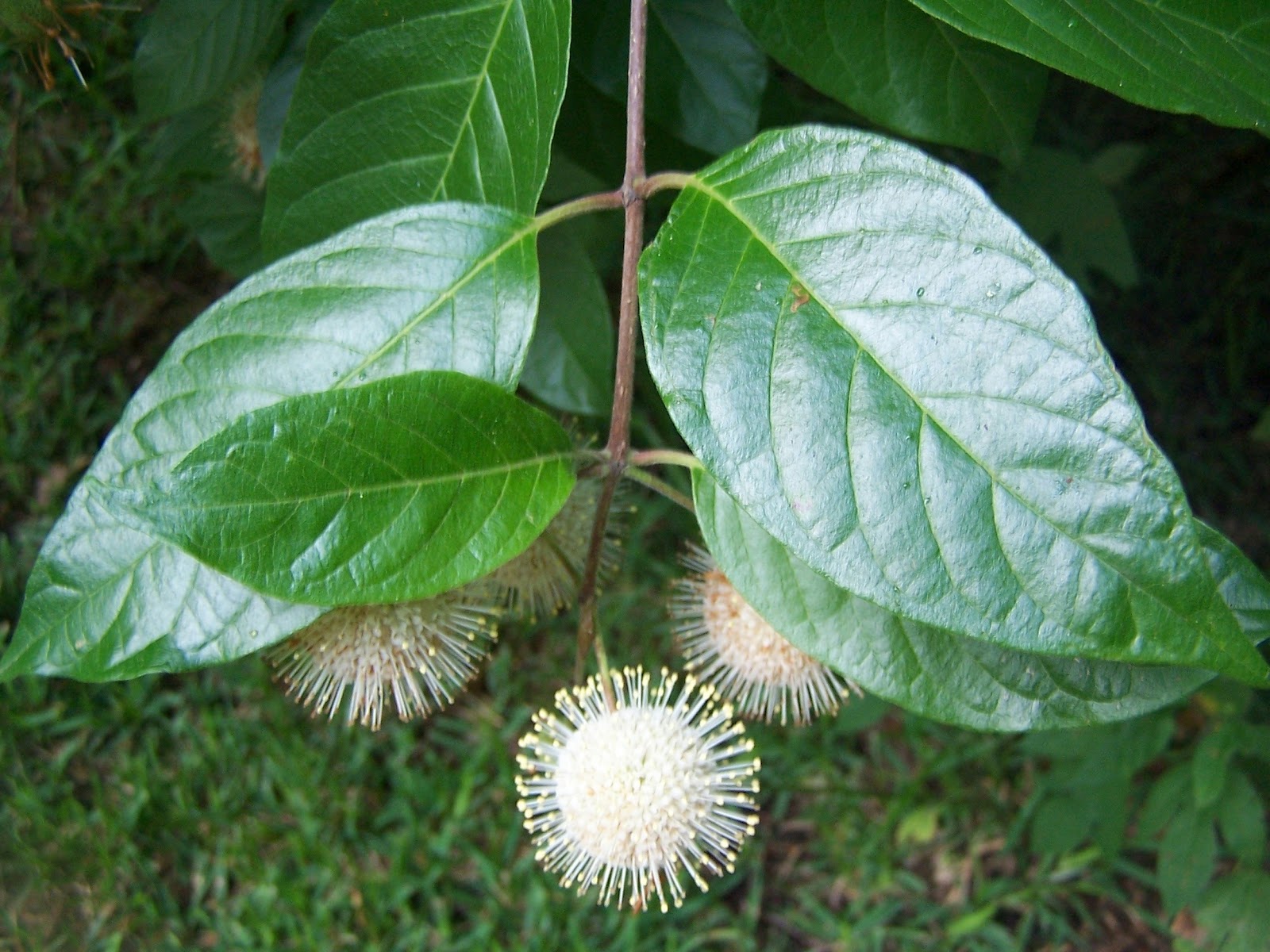 The Nature Dude: a tale of two buttonbushes
