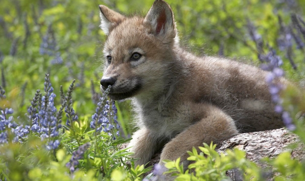 White Wolf : 10 Fascinating Facts About The Wolf Flower