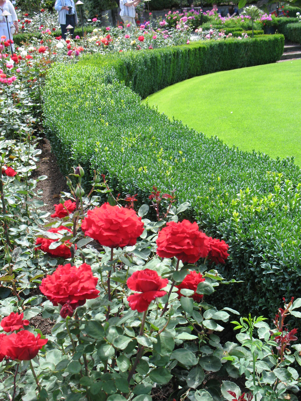 Miss Bloomers : Butchart Rose Gardens
