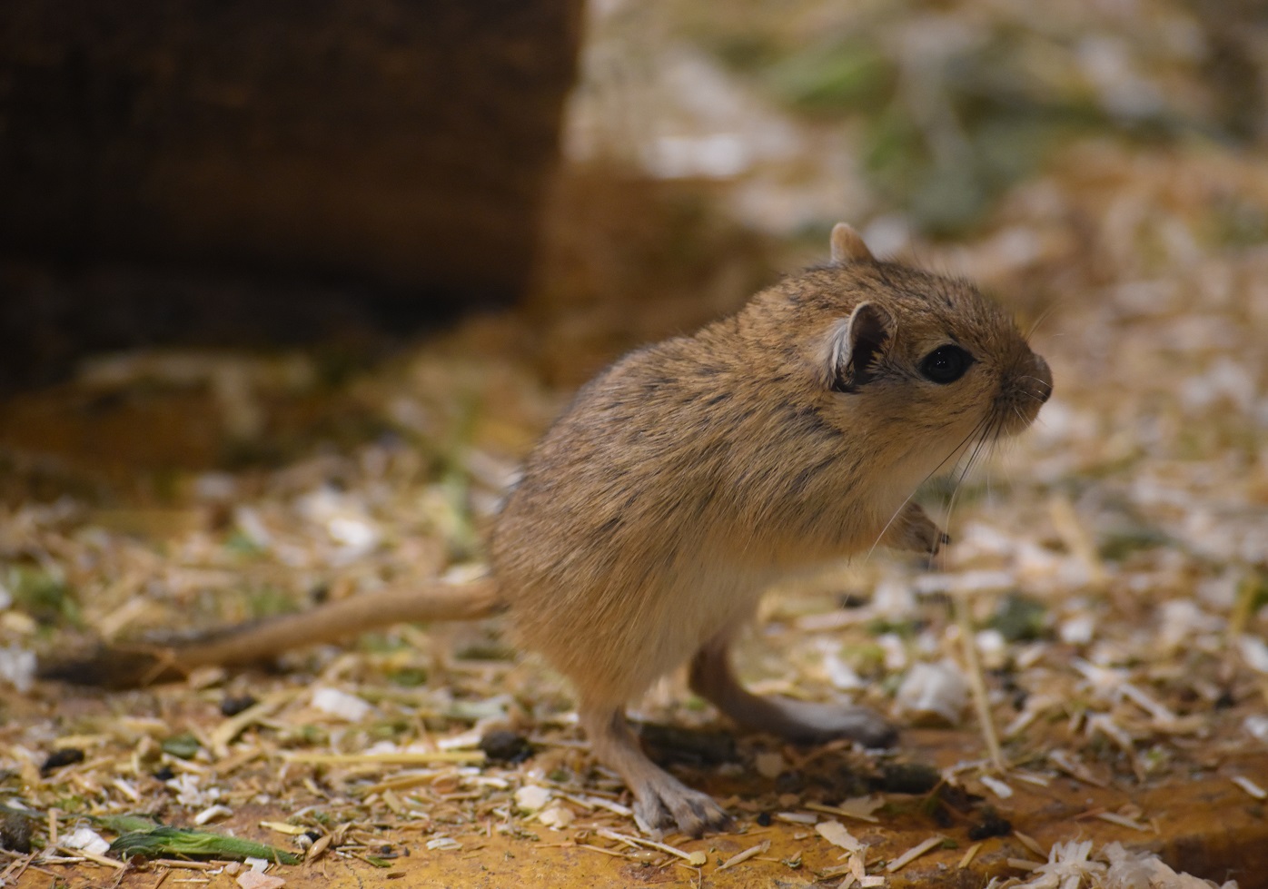 ZOOTOGRAFIANDO (6.096 ANIMALS): JIRD DE MONGOLIA / MONGOLIAN JIRD ...