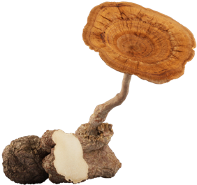 TIGER MILK MUSHROOM: About TMM