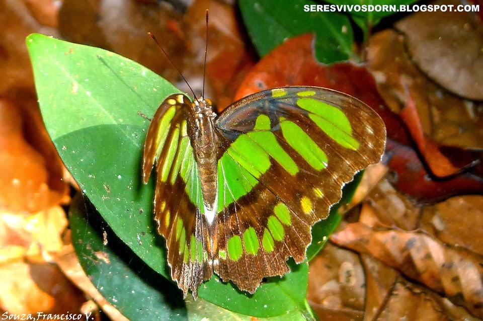 FAUNA E FLORA DO RN: fevereiro 2014