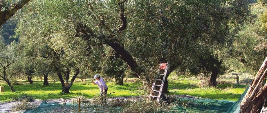 ΑΓΡΟΤΙΚΑ ΠΡΟΪΟΝΤΑ on-line