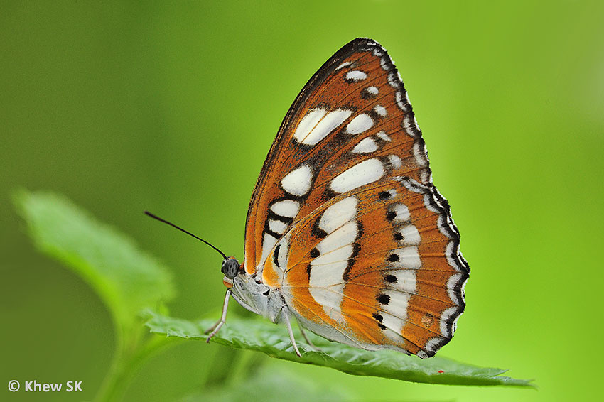 Butterflies of Singapore: Sergeants of Singapore
