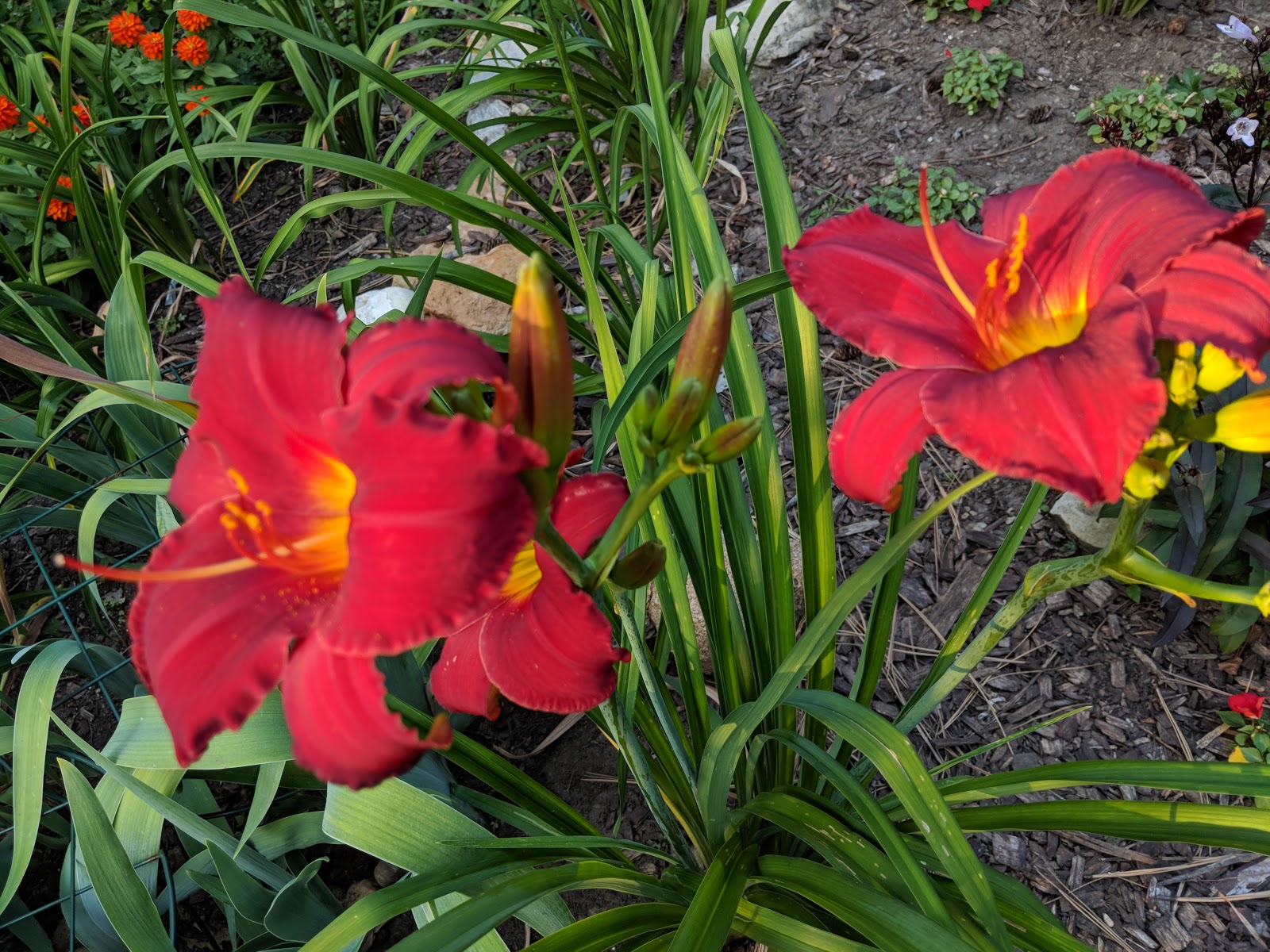 WildDakotaWoman TM: Red Oak House Garden Notes no. 46: Red, Red, Red