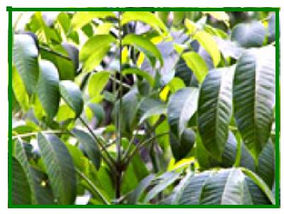 papanasini: INDIAN HOG PLUM (AMBAZHAM)