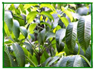 papanasini: INDIAN HOG PLUM (AMBAZHAM)