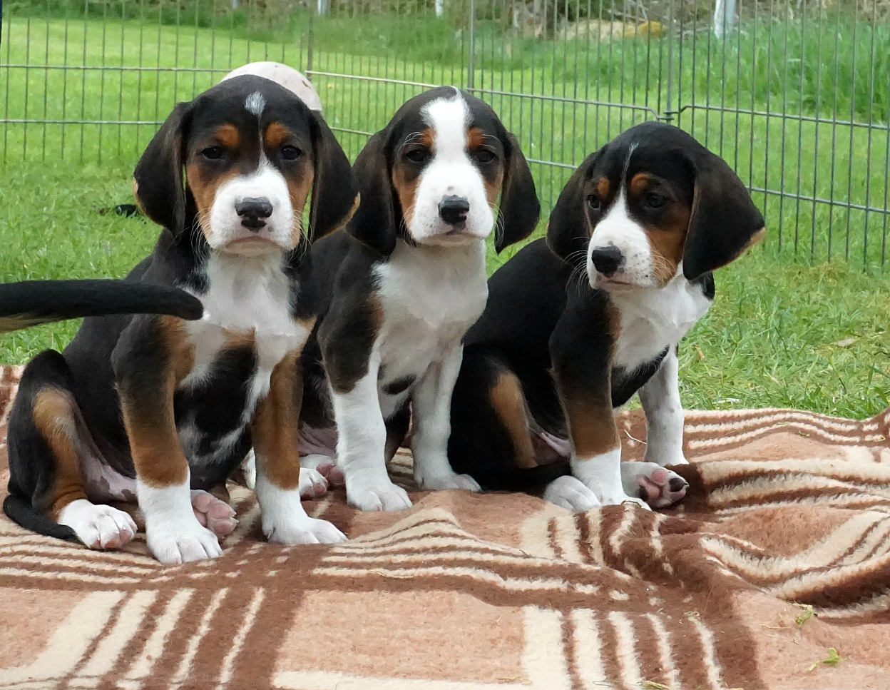 Belger du Nord: Val av valp....inte enkelt