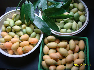 The Season Fruit: The Marian Tree by Junior Win - MoeMaKa in English