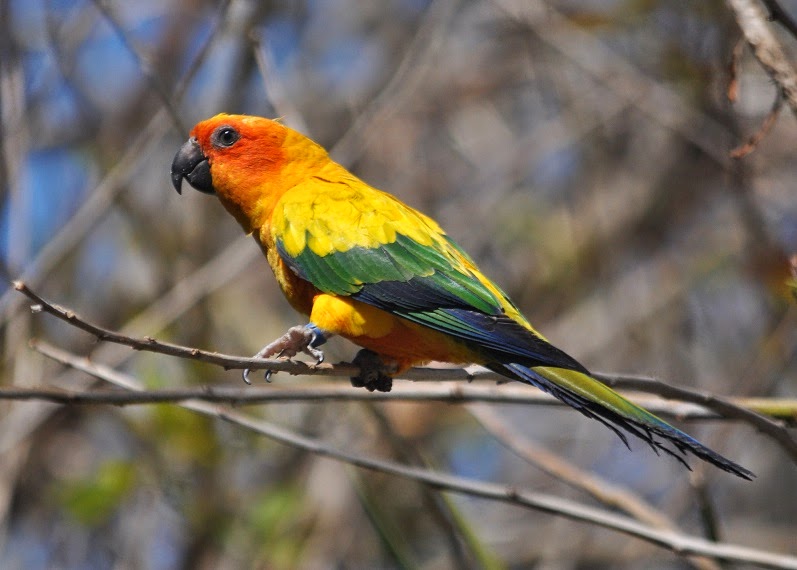 ZOOTOGRAFIANDO (5.836 ANIMALS): COTORRITA DEL SOL / SUN CONURE ...