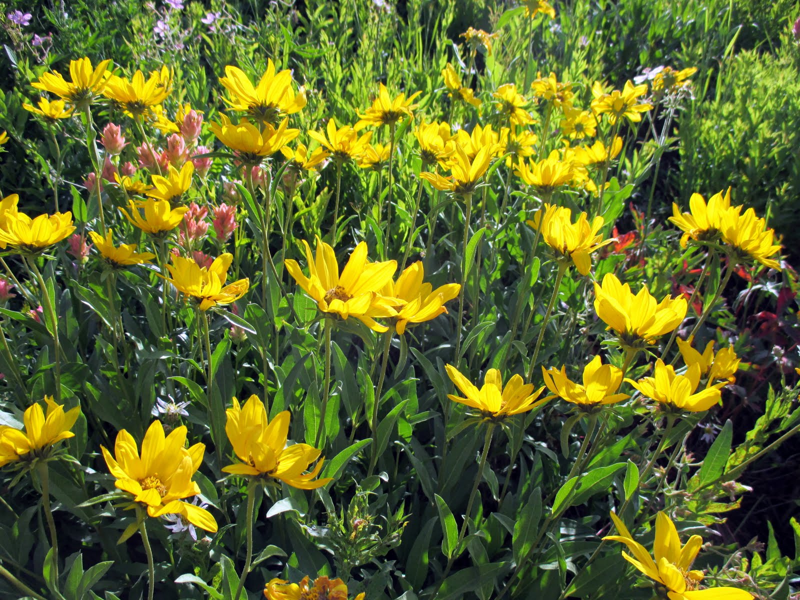 Journeys: Albion Basin, Utah - Hiking