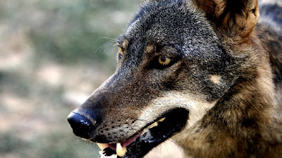 Yo Soy Amig@ del Lobo: Las ganaderías que conviven con el oso y el lobo ...