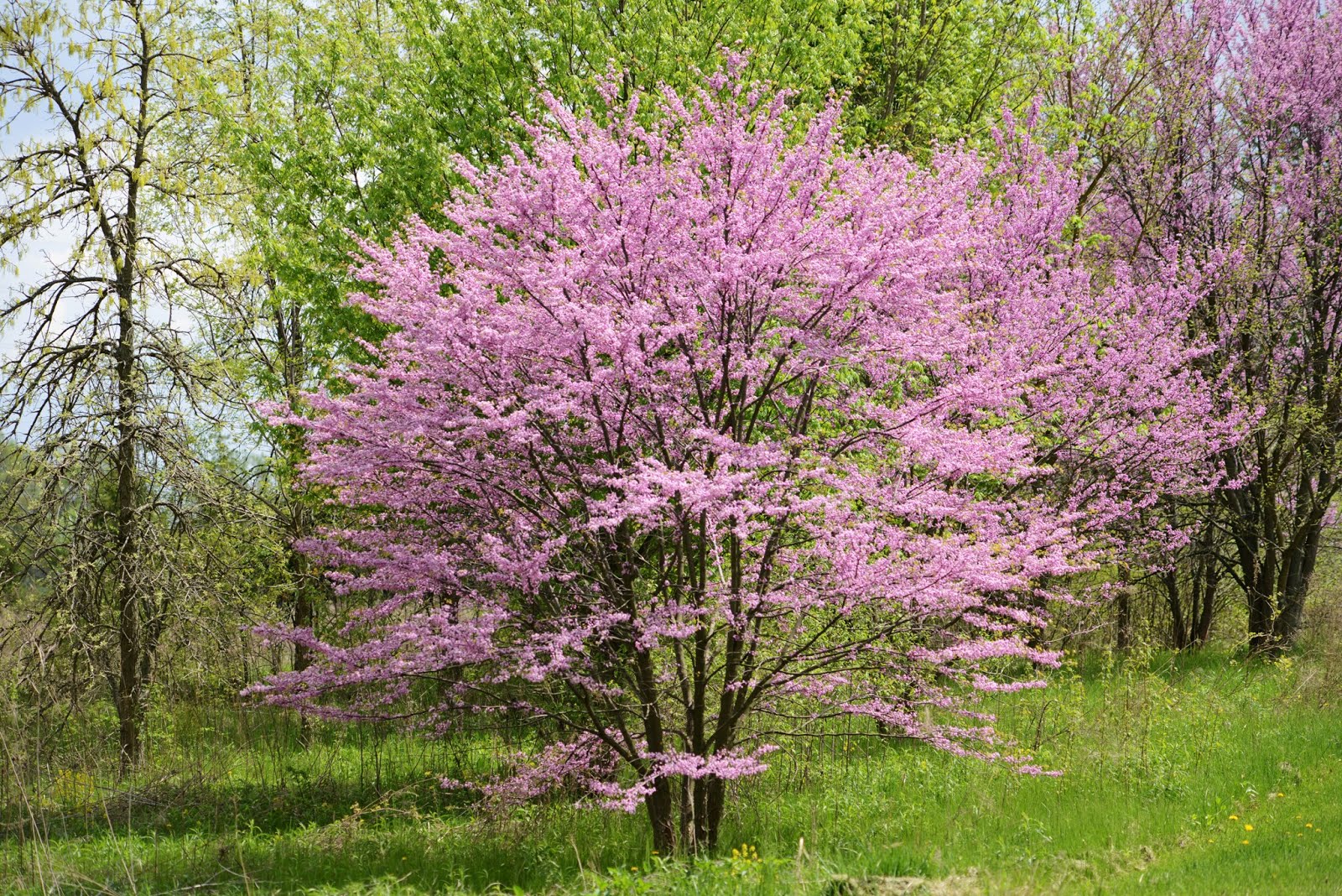 Indiana Plant A Day: Eastern Redbud