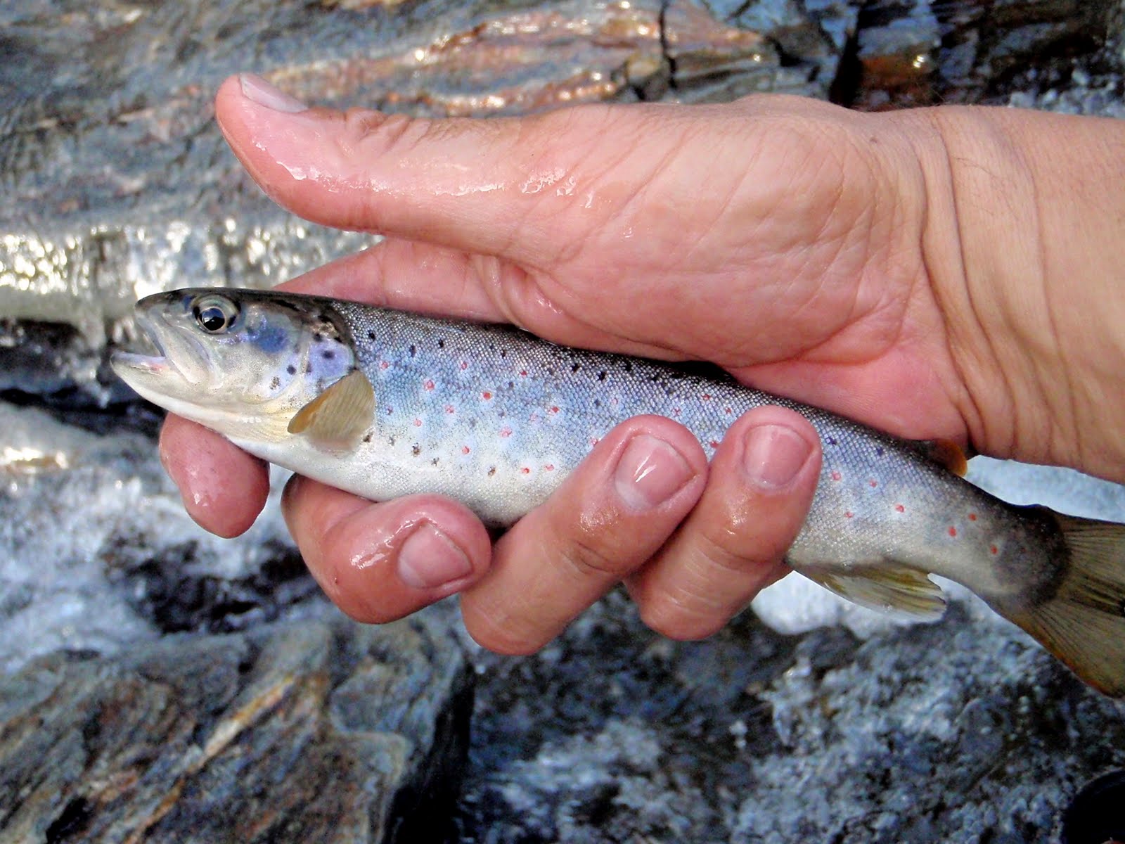 Pesca lizarra: Trucha De Rio