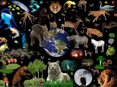 MEGADIVERSIDAD EN MÉXICO: UBICACIÒN ENTRE PAÌSES MEGADIVERSOS ...