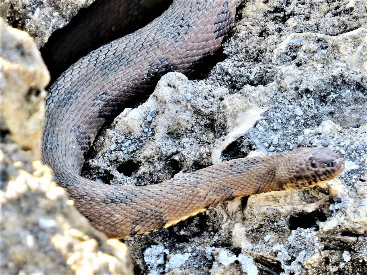 Florida Suncoast Birding: Florida Brown Water Snakes