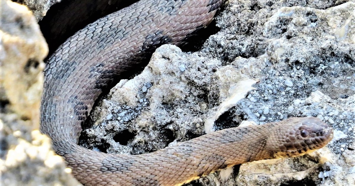 Florida Suncoast Birding: Florida Brown Water Snakes