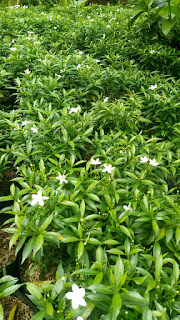 TANAMAN SABRINA ~ SINOX NURSERY