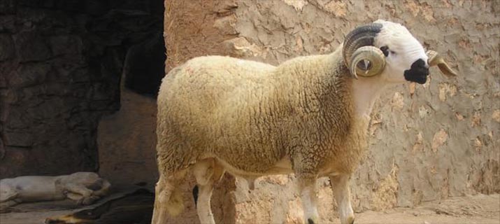 THE VIEW FROM FEZ: Buying a Sheep for Eid - All You Need to Know