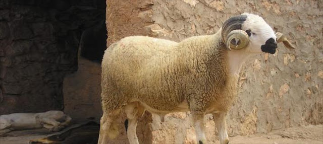 THE VIEW FROM FEZ: Buying a Sheep for Eid - All You Need to Know
