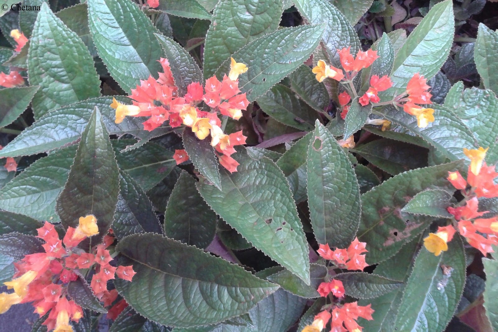 Prayanika - The Journey *******: Beautiful, Offbeat, Roadside Flowers ...