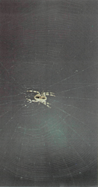 Earth and Space News: First Space Spiders Arabella and Anita Spun Very ...