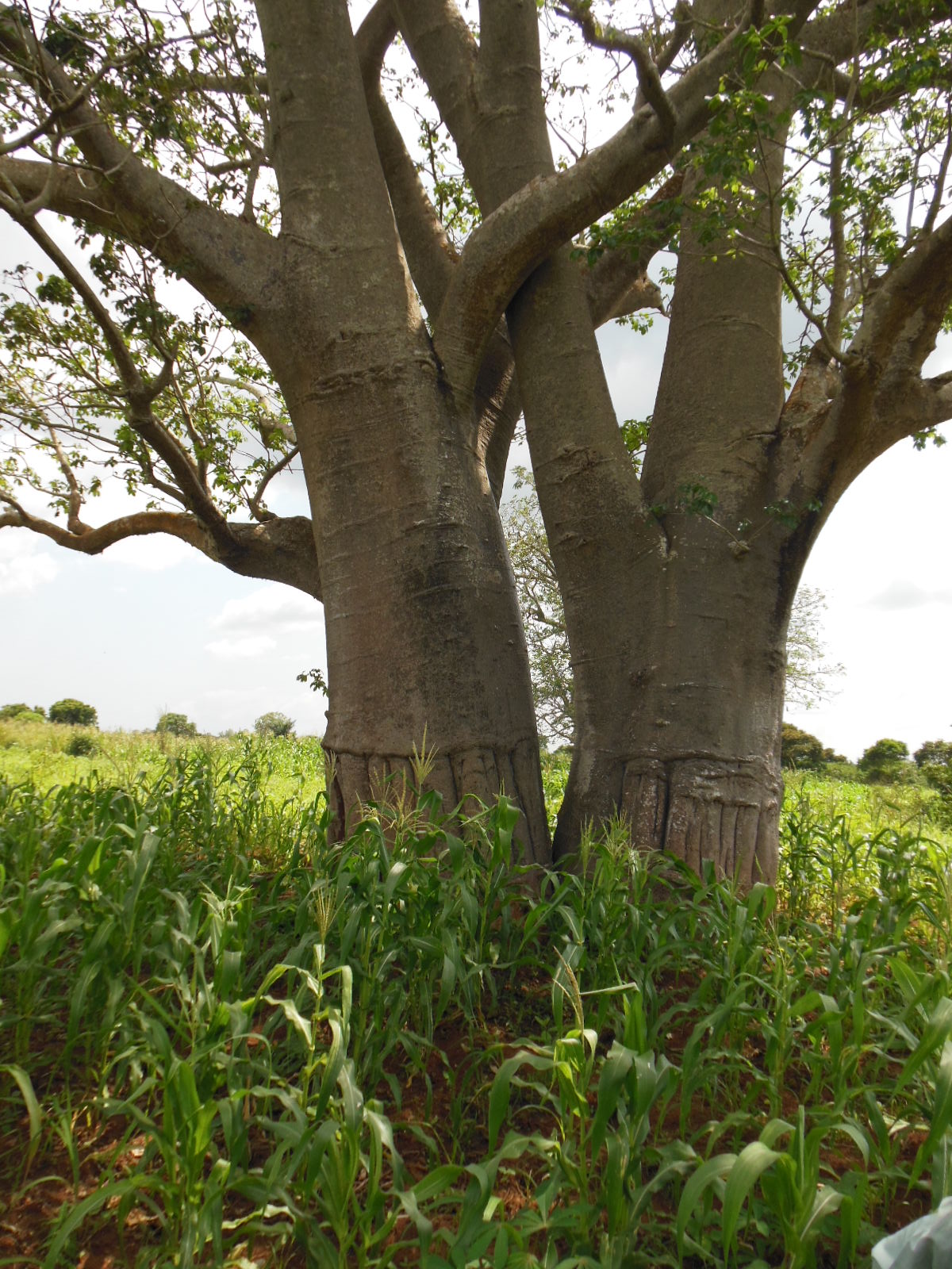 Africa4Lyons: The African Tree Of Life