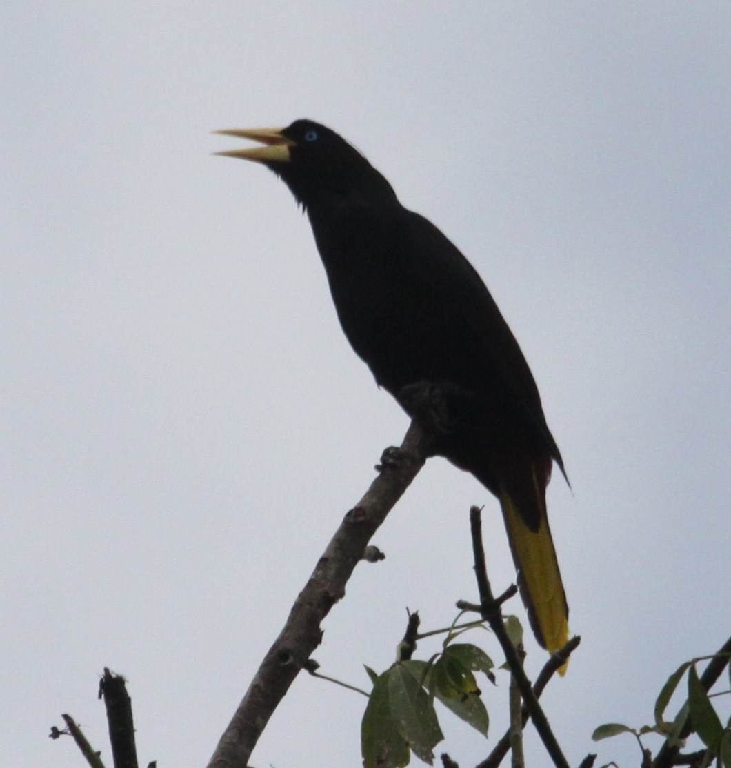 The Bagsy Blog: La Quimba, Darien, Panama