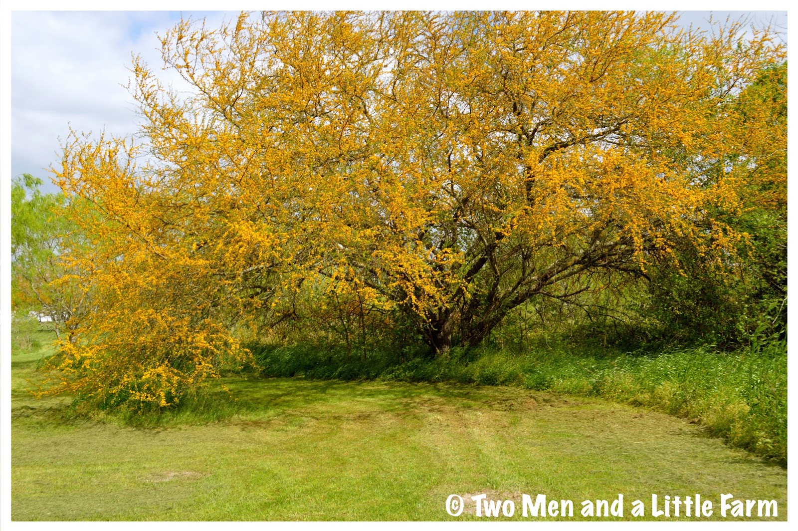 Two Men and a Little Farm: HUISACHE TREES ARE IN BLOOM