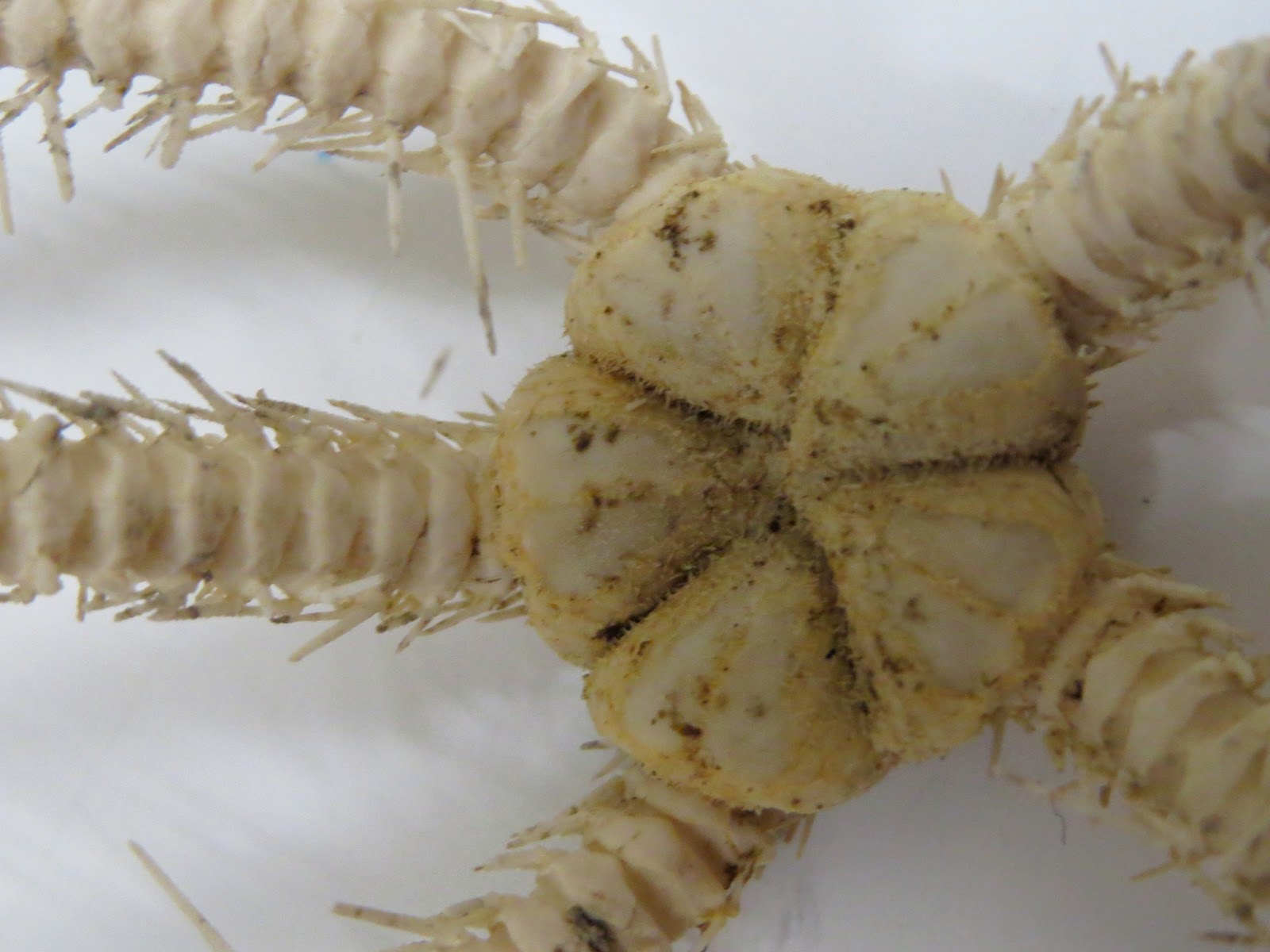 The Echinoblog: Brittle Stars Have TEETH! What do they use them for?