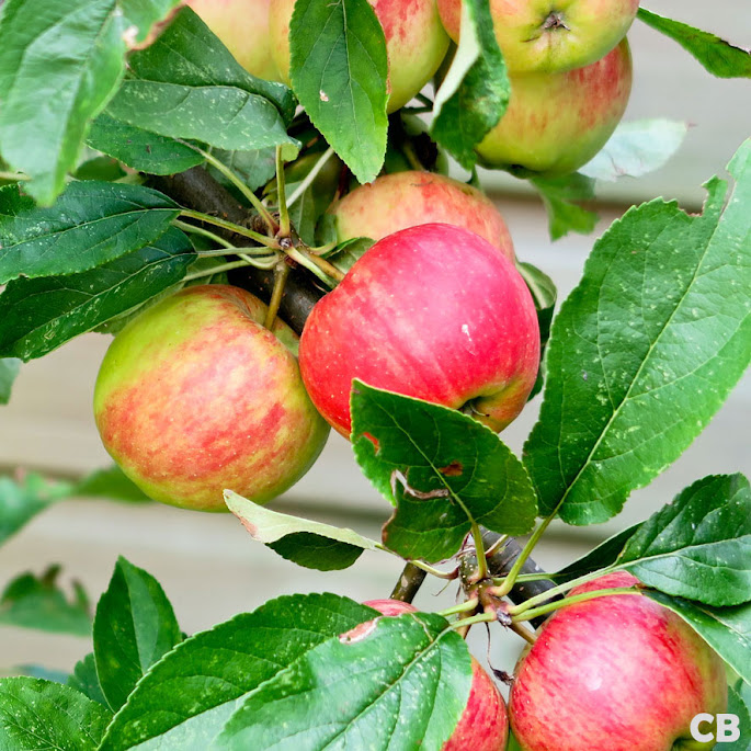 Culinaire Bagage: Apple crumble met kaneel