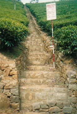 Land Preparation for Tea, Land Selection for tea, Rehabilitation of tea ...