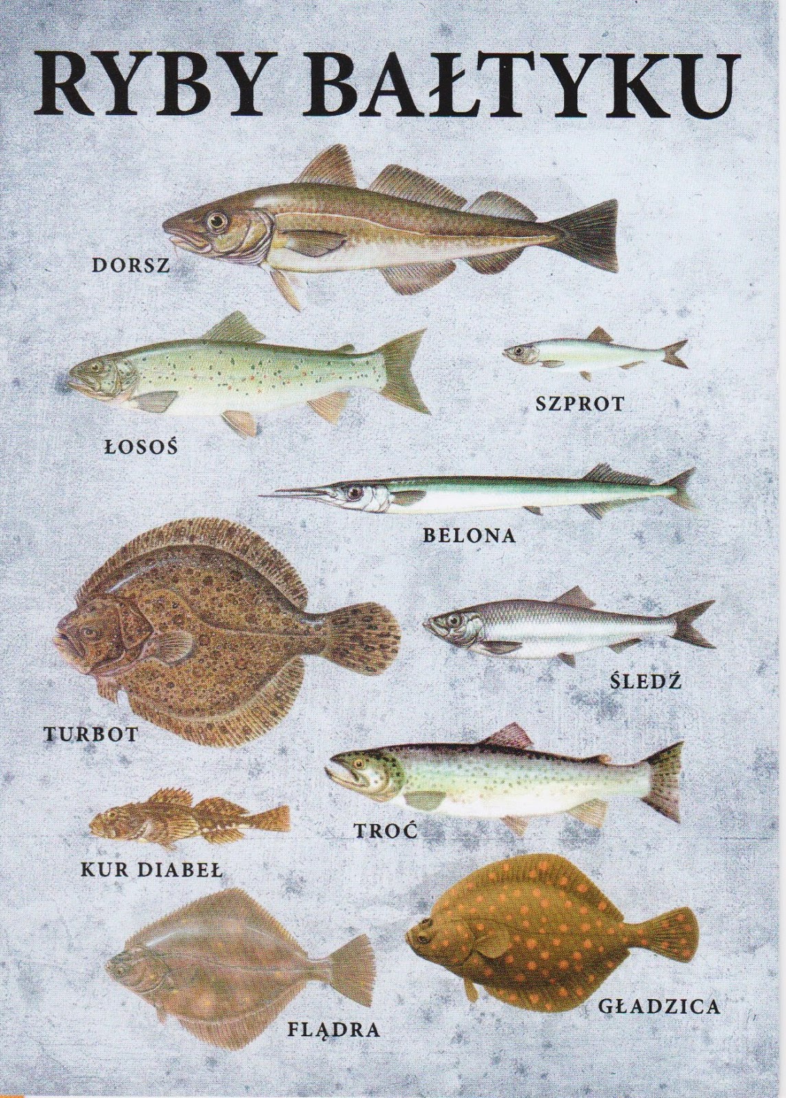 Pocztówki Dośki.: Ryby Bałtyku