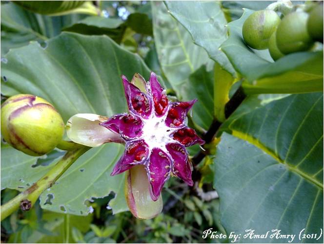 All About Science: SIMPUR (Brunei's National Flower) Story