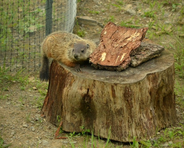 Woods Walks and Wildlife: Following Up With Families, and Other ...