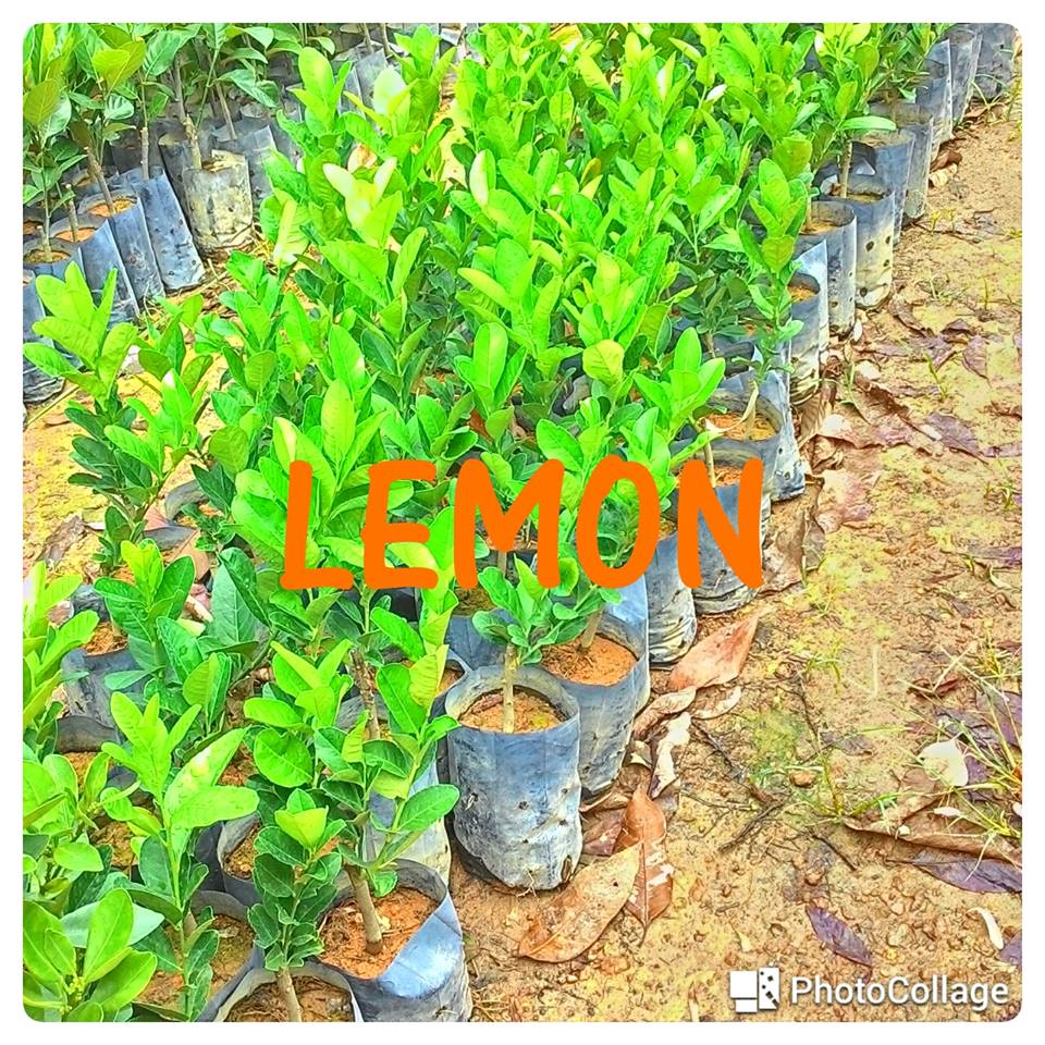 D'LAMAN HIJAU NURSERY: TANAM POKOK DALAM PASU