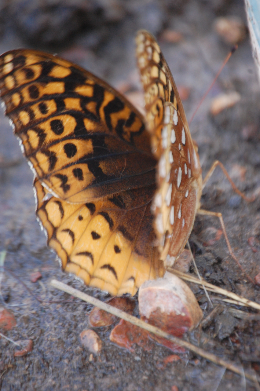 Picture This!: Great Spangled Fritillary Butterfly