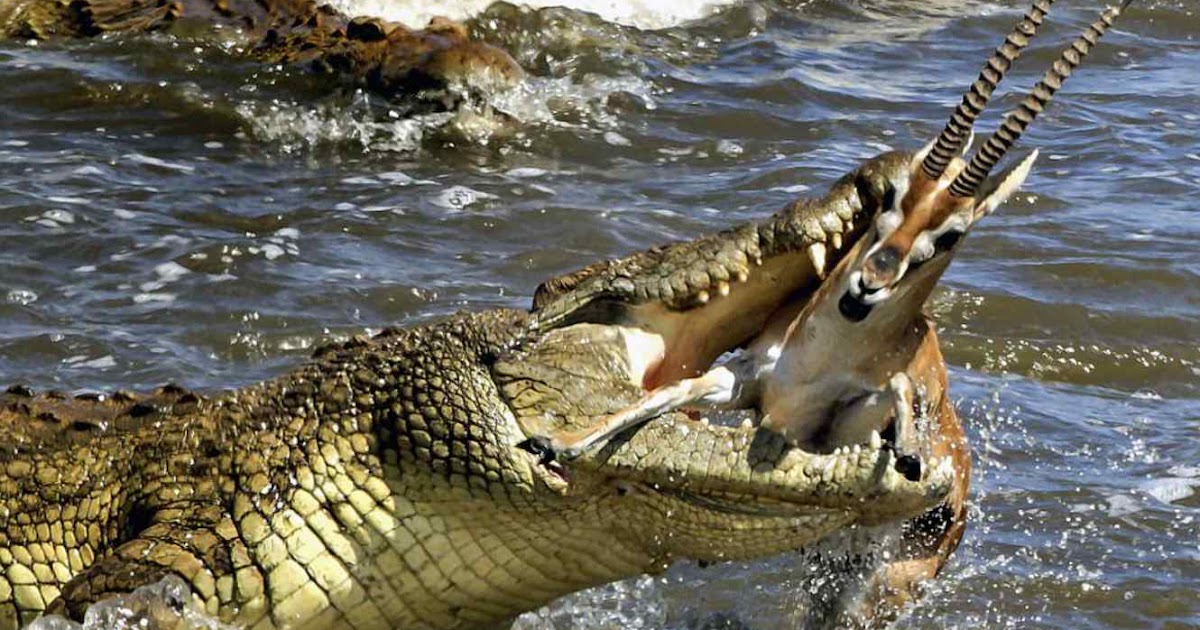 El cazador. Depredación y depredadores.