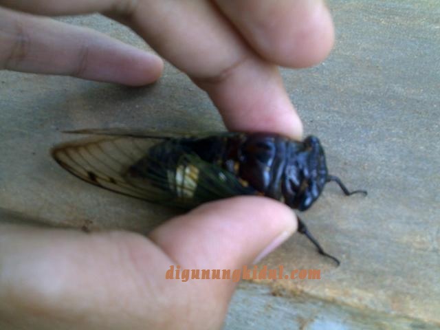 Gambar Serangga Bernama Gareng