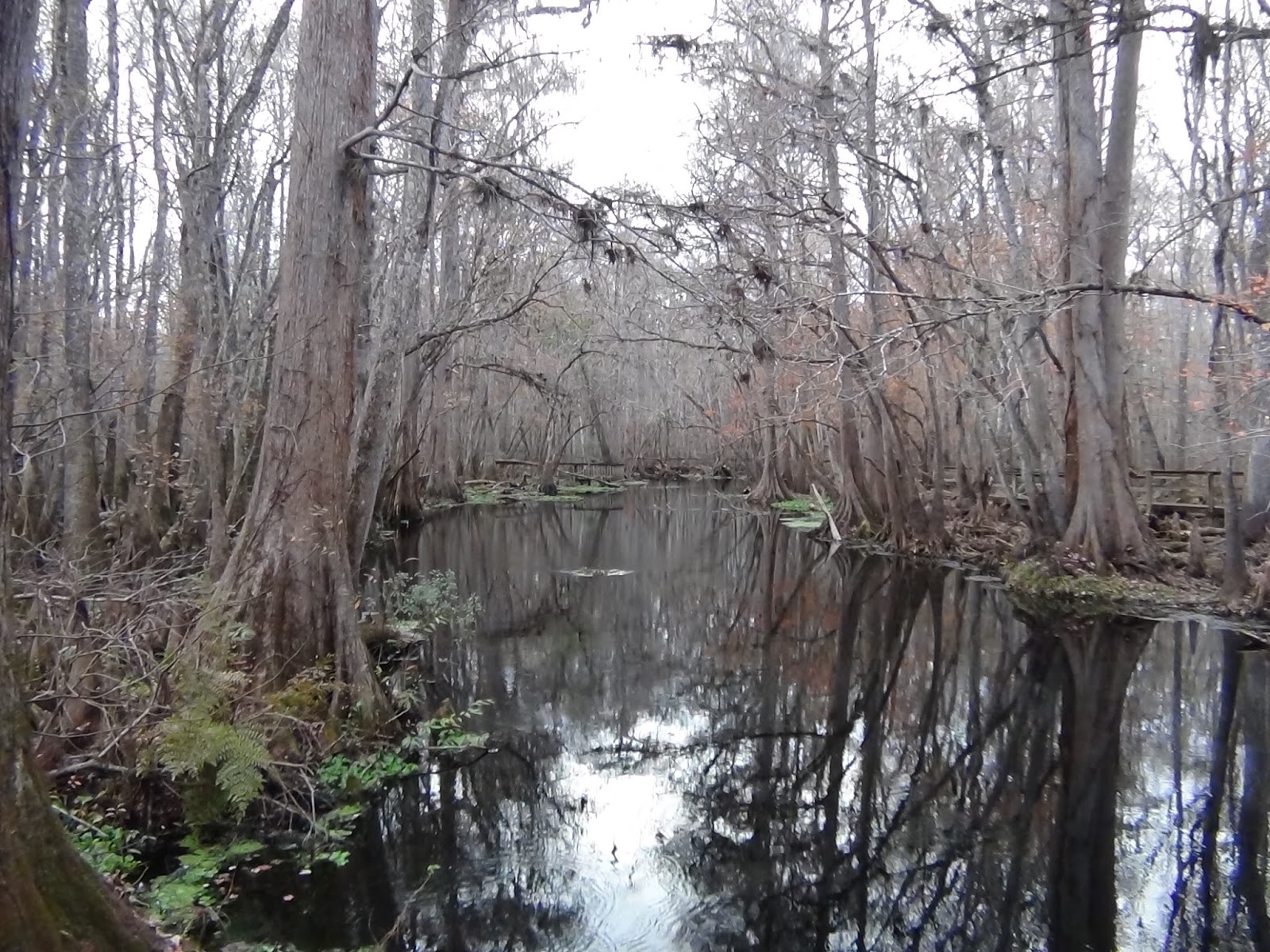 River Guides journal: Dead Spring Running