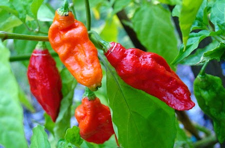 The Presurfer: Ghost Peppers