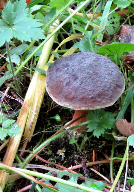 ramble & frolic: earthlings: fungi: mushrooms