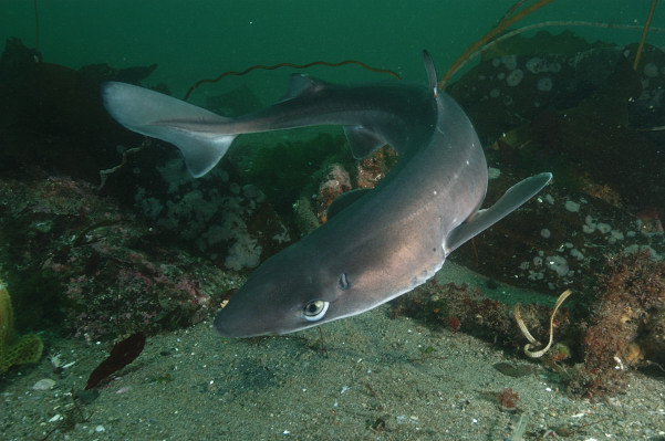Spiny Dogfish - True Wildlife Creatures